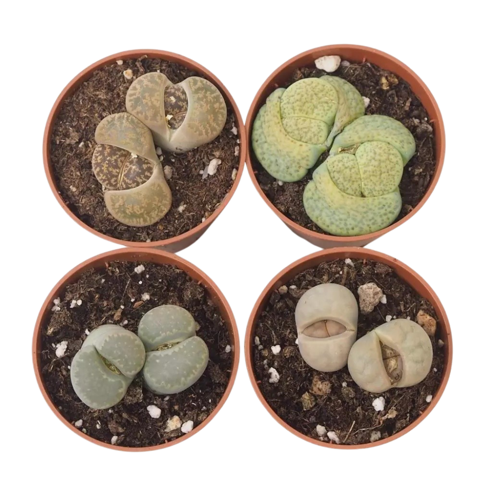 Lithops mix Ø5cm | Živé kytky.cz