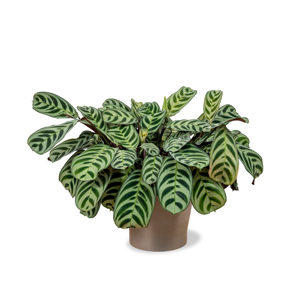 Calathea „Burle Marxii“ (Ctenanthe Burle Marxii) | Živé Kytky.cz